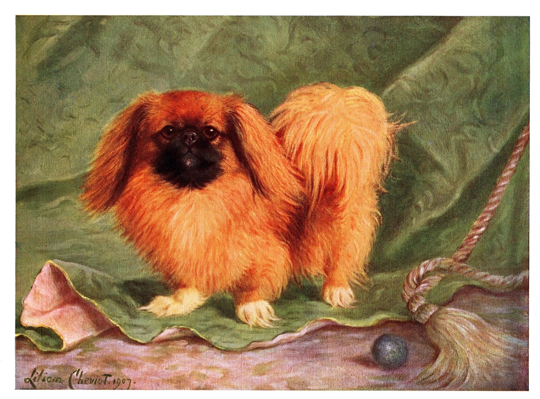 1911 Antique Pekingese Print Wall Art Decor Ch Chu-erh of Alderbourne ...