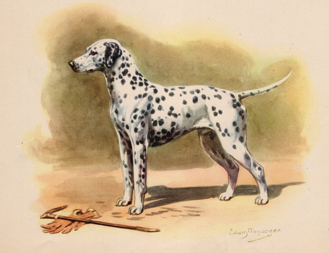 1942 Antique Dalmatian Print Wall Art Decor Vintage Dalmatian ...