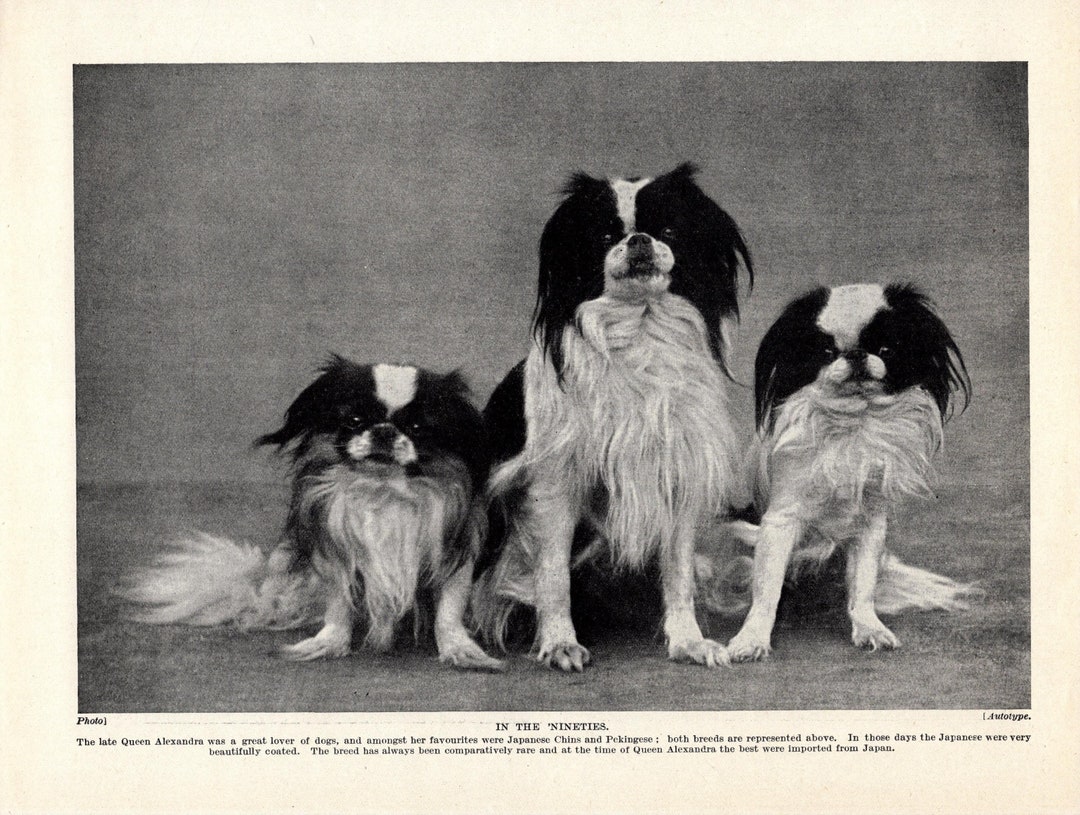 1930's Antique Japanese Chin Dog Print Cottage Lodge Home Decor ...