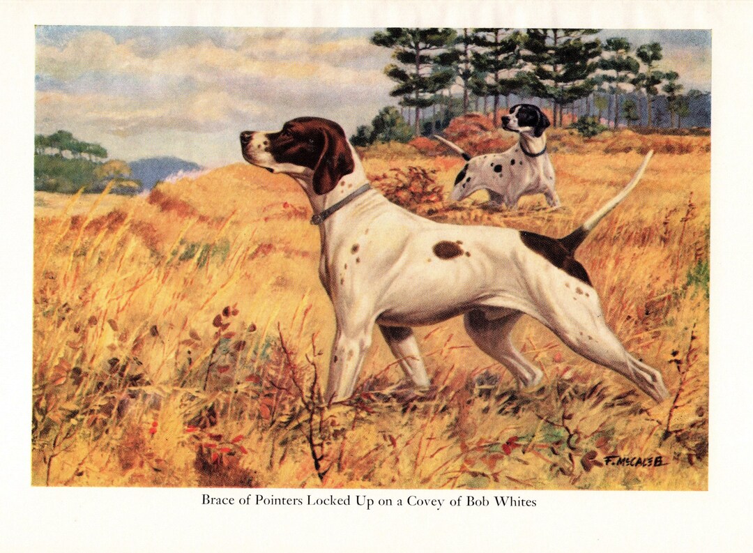 1948 Pointer Print Gundog Wall Art Decor Fred Mccaleb Hunting - Etsy