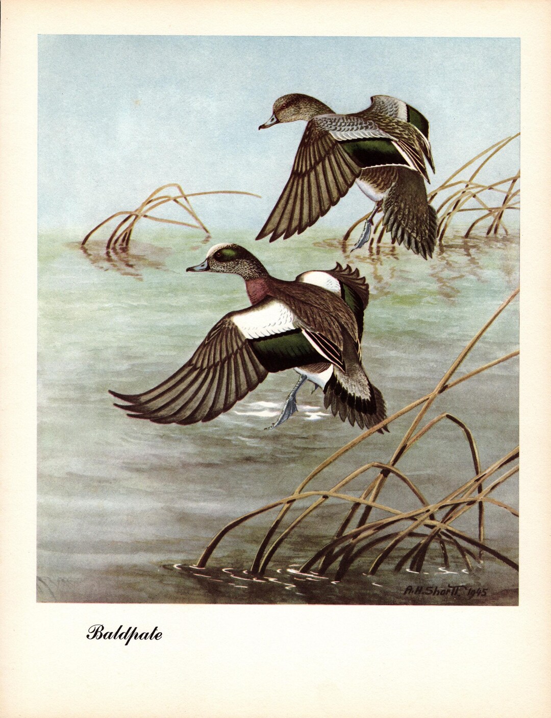 Vintage Baldpate Duck Print Wall Art Decor 1950s Bird Print Duck ...