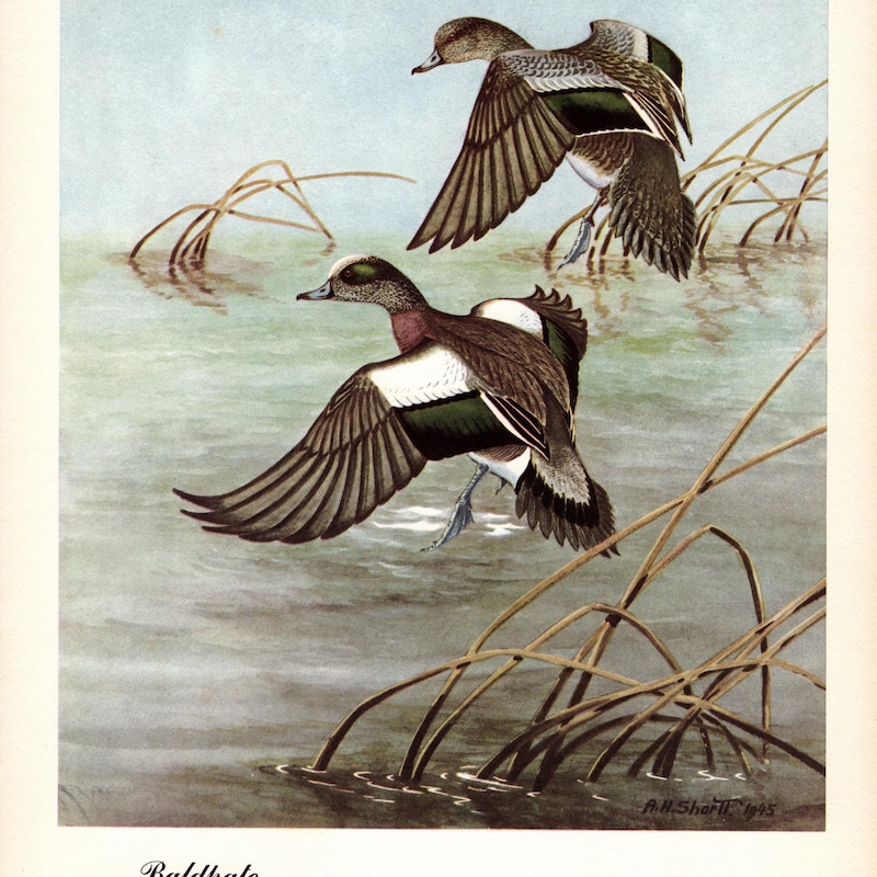 Waterfowl Decor - Etsy