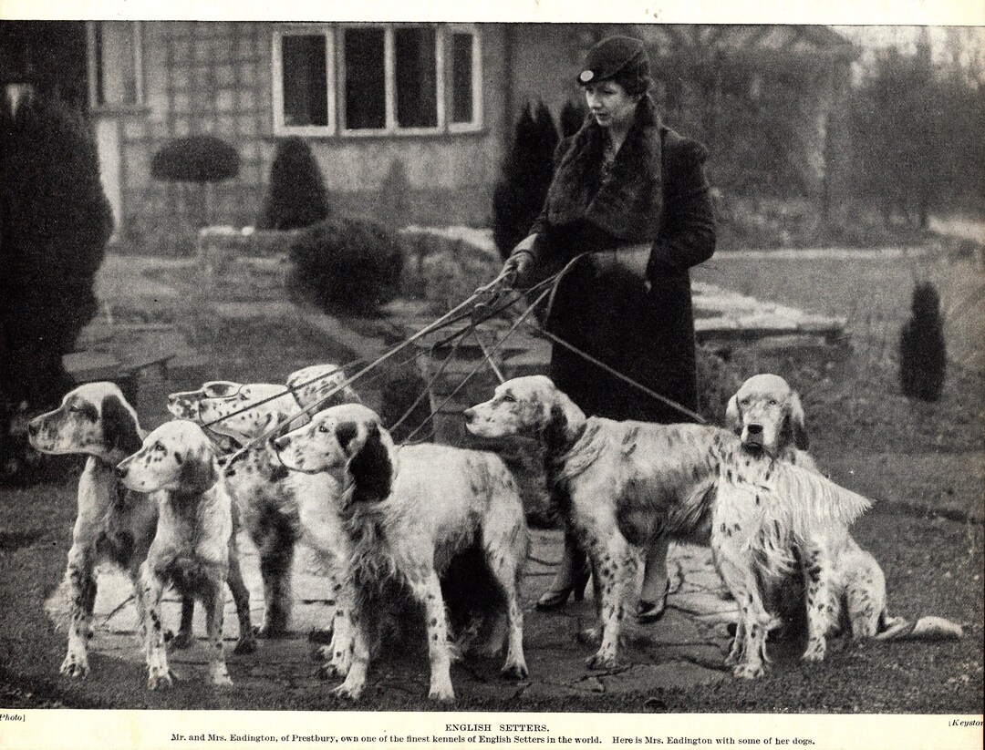 1930's Antique ENGLISH SETTER Print Prestbury Kennels English Setters ...