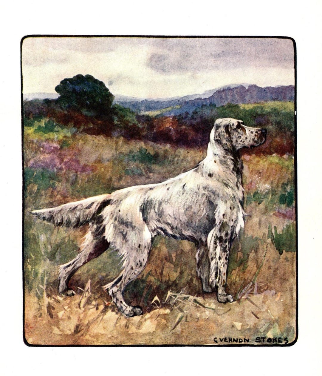 1906 Antique ENGLISH SETTER Print Vintage Vernon Stokes English Setter ...
