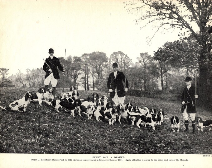 1930's Antique BASSET HOUND Print Fox Hunt Heseltine Pack of Basset ...