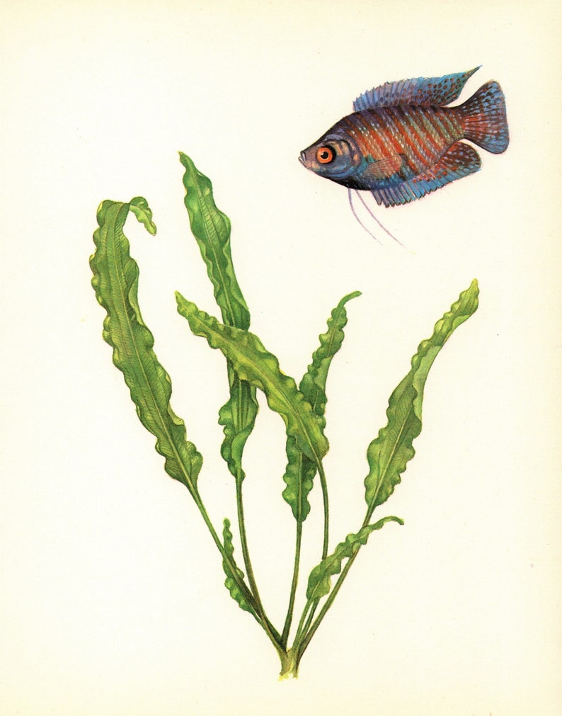 Vintage Tropical Dwarf Gourami Fish Art Print Beach House - Etsy