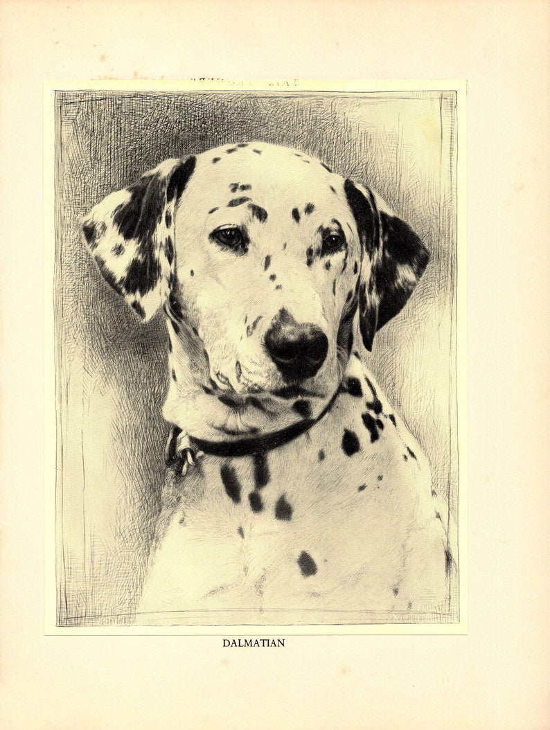1935 Antique Dalmatian Print Wall Art Decor Malcolm Nicholson - Etsy