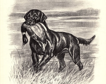 1942 Antique LABRADOR RETRIEVER Dog Print Edwin Megargee Hunting Dog ...
