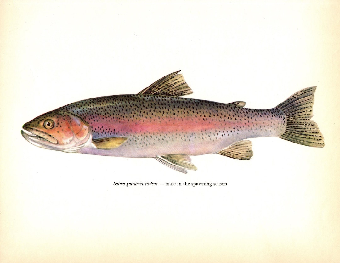 Vintage RAINBOW TROUT Fish Print Fish Gallery Wall Art Decor Fish Art ...
