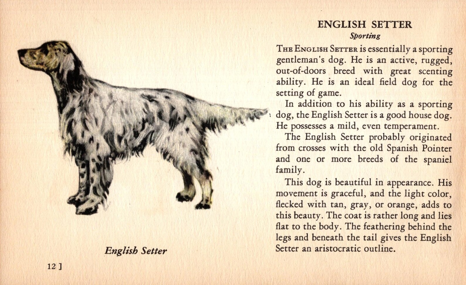 Tiny English Setter Print Wall Art Decor 1941 Miniature Size English ...