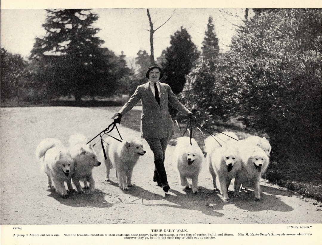1930's Antique Samoyed Print Keyte Perry Samoyed Dogs on - Etsy