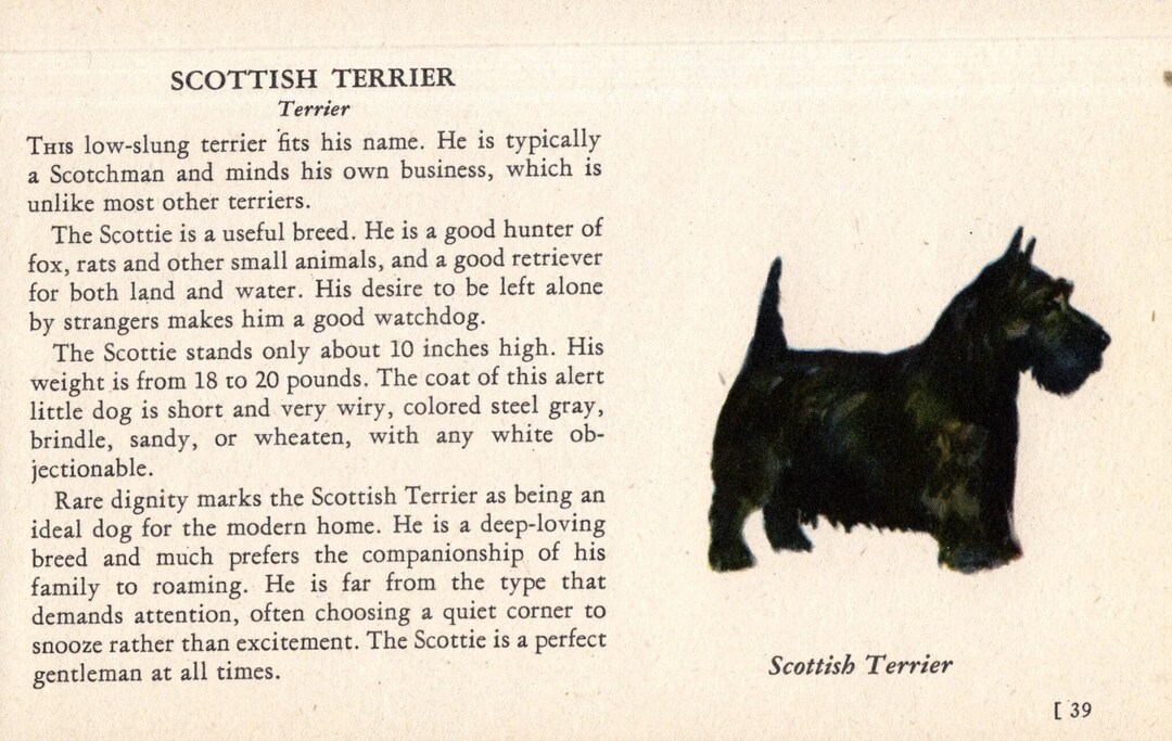Tiny SCOTTISH TERRIER Print MINIATURE Size 1939 Scottie Dog ...