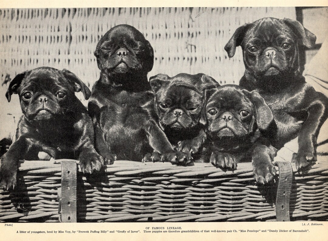 1930's Antique PUG Dog Print Champions Paul and Peter of - Etsy