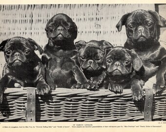 Antique Pug Dog - Etsy