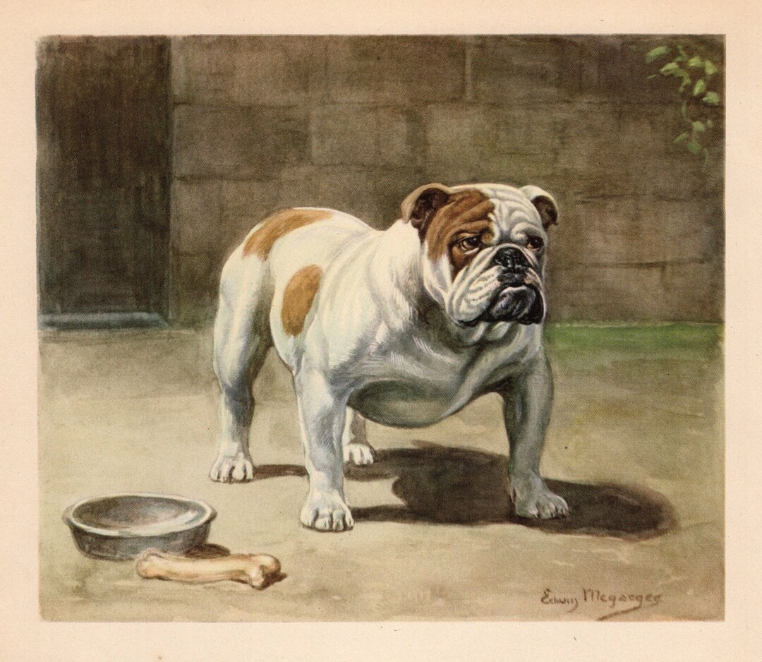 Antique BULLDOG Print Wall Art Decor Vintage 1942 Bulldog Illustration ...