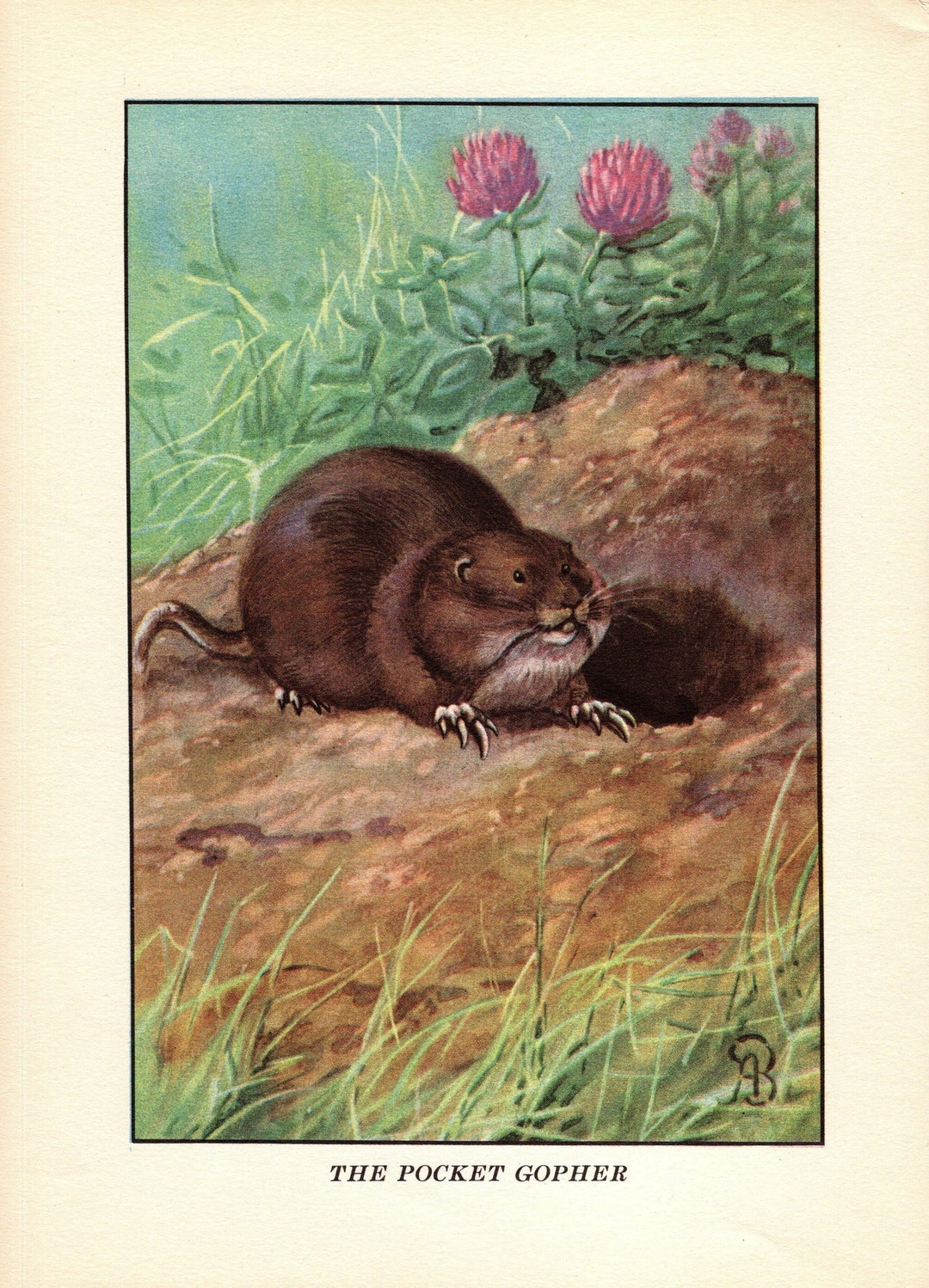 Antique Gopher Print Wall Art Decor Vintage Gopher Art - Etsy