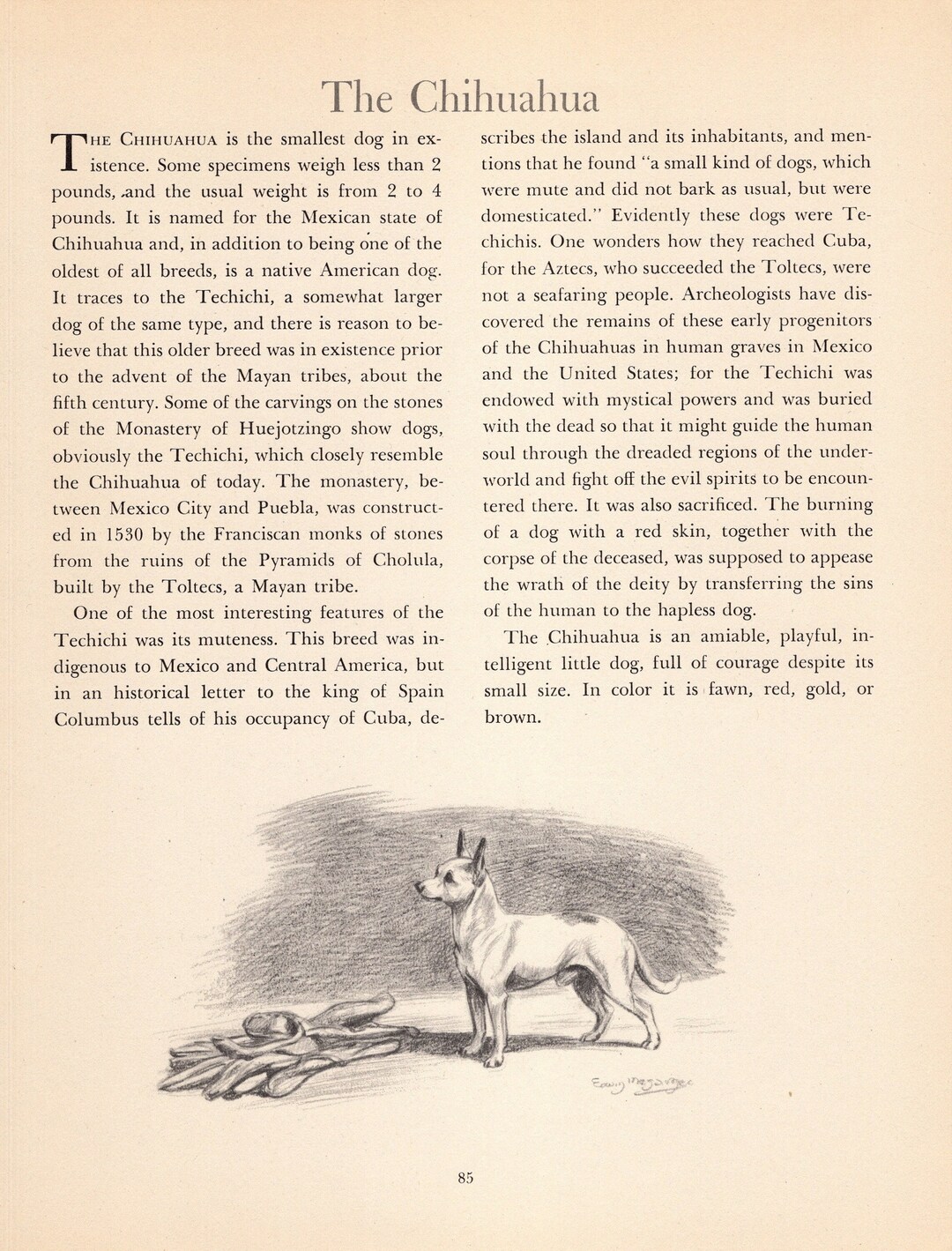 Antique Chihuahua Print Wall Art Decor Vintage 1942 Edwin - Etsy