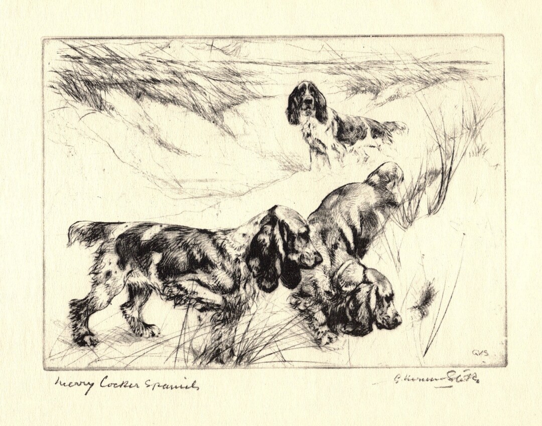 1930 Antique Cocker Spaniel Print Hunting Dog Wall Art Decor - Etsy