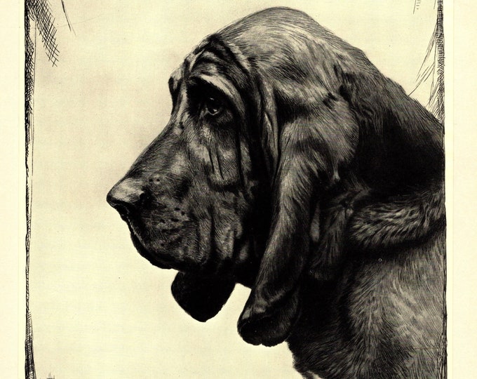1935 Antique Bloodhound Dog Art Print Lovely Malcolm Nicholson ...