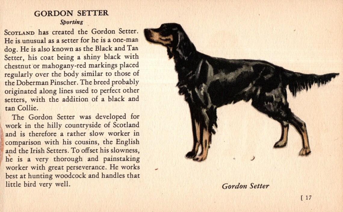 1941 Tiny Gordon Setter Print MINIATURE Size Ole Larsen Gordon Setter ...