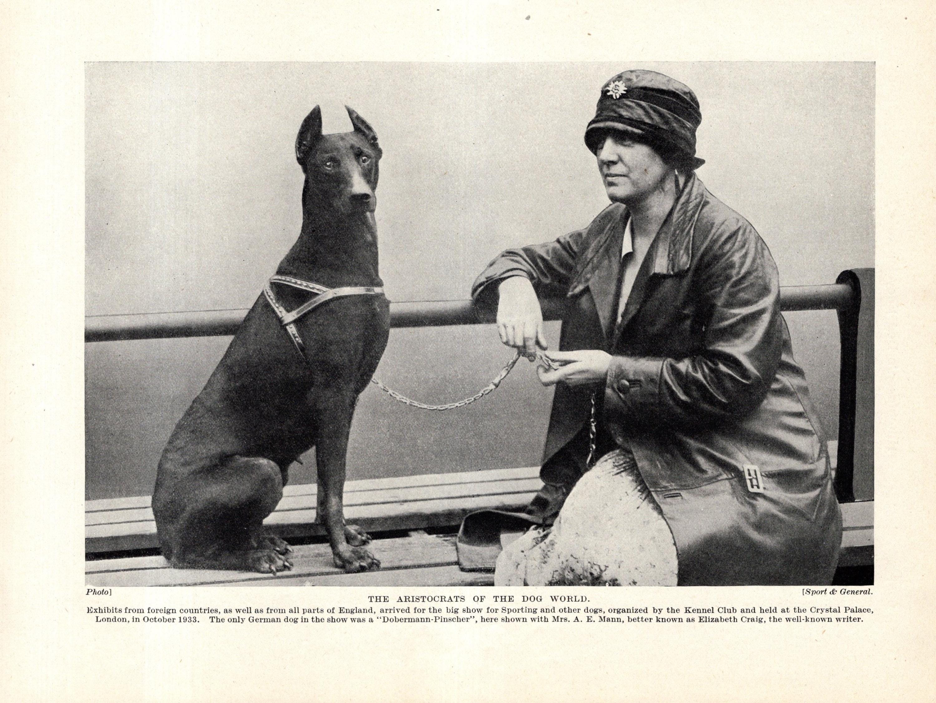 1930's Fun Doberman Print Gallery Wall Decor Aristocrat Doberman With ...