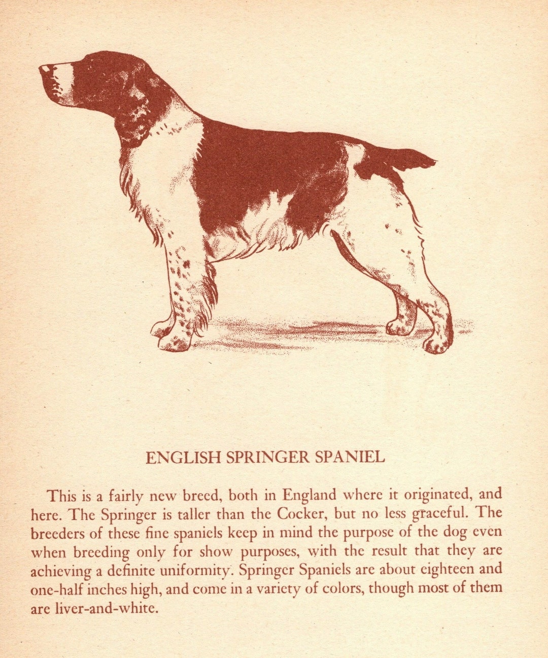 1945 Vintage Springer Spaniel Dog Print Felice Worden Springer Spaniel ...