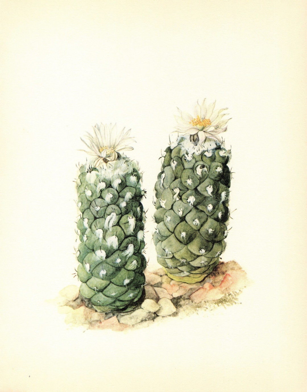 Gorgeous Vintage Cactus Print Botanical Print Cactus - Etsy