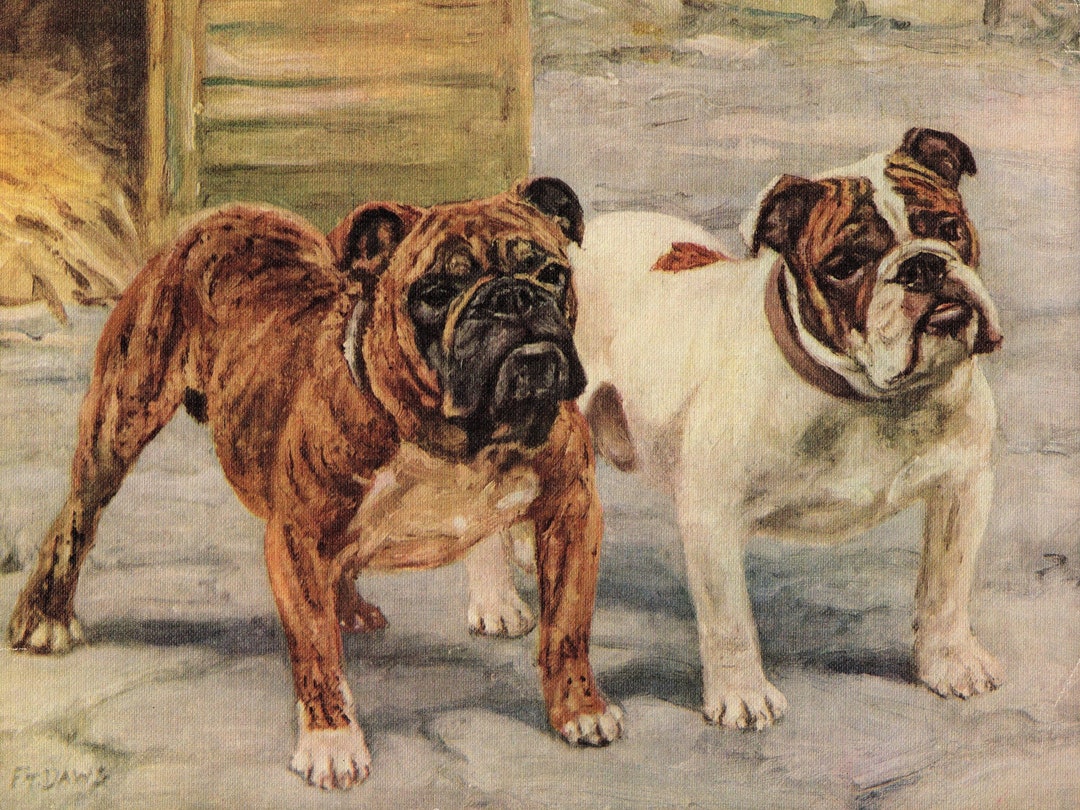 1930's Antique Bulldog Print Wall Art Decor Boomerang and - Etsy