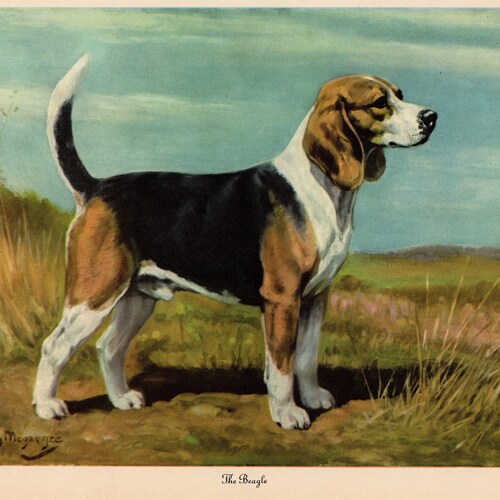 1942 Antique Cocker Spaniel Print Wall Art Decor Vintage Edwin - Etsy