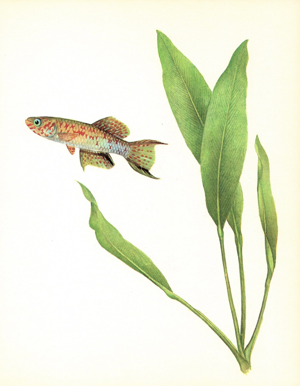 Vintage Tropical Fish Print Wall Art Decor Arnold's - Etsy