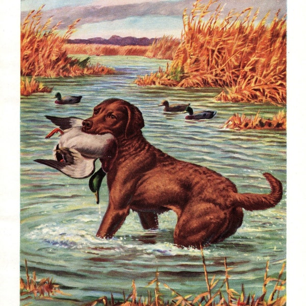 Duck Bird Print - Etsy