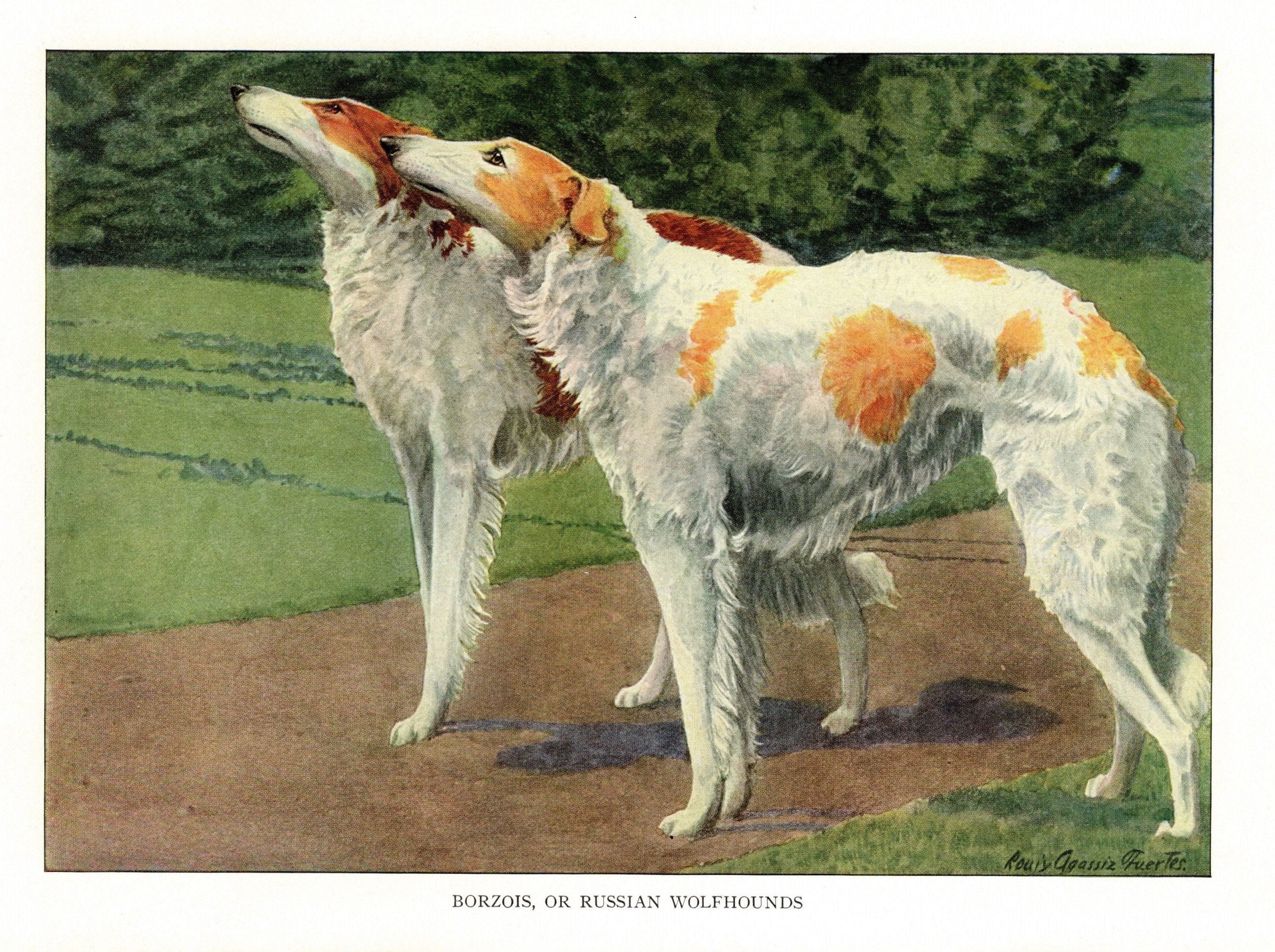 How Much Does A Russian Wolfhound Cost