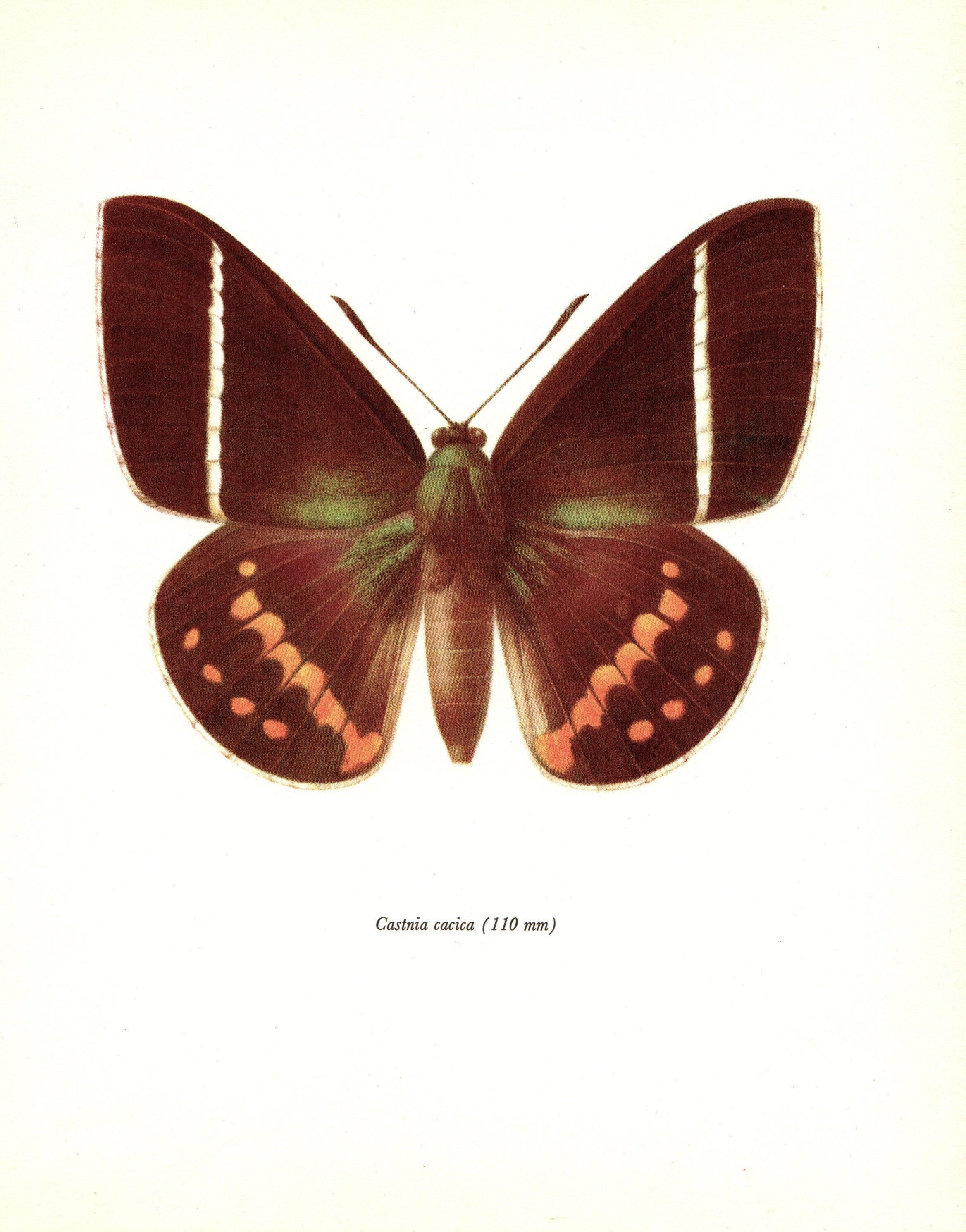 Beautiful Antique MOTH Print Vintage Insect Print Moth Art | Etsy