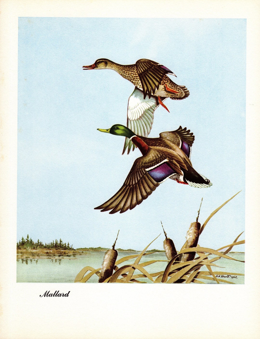 Vintage Mallard Duck Print Wall Art Decor 1950s Duck Bird Art Print ...
