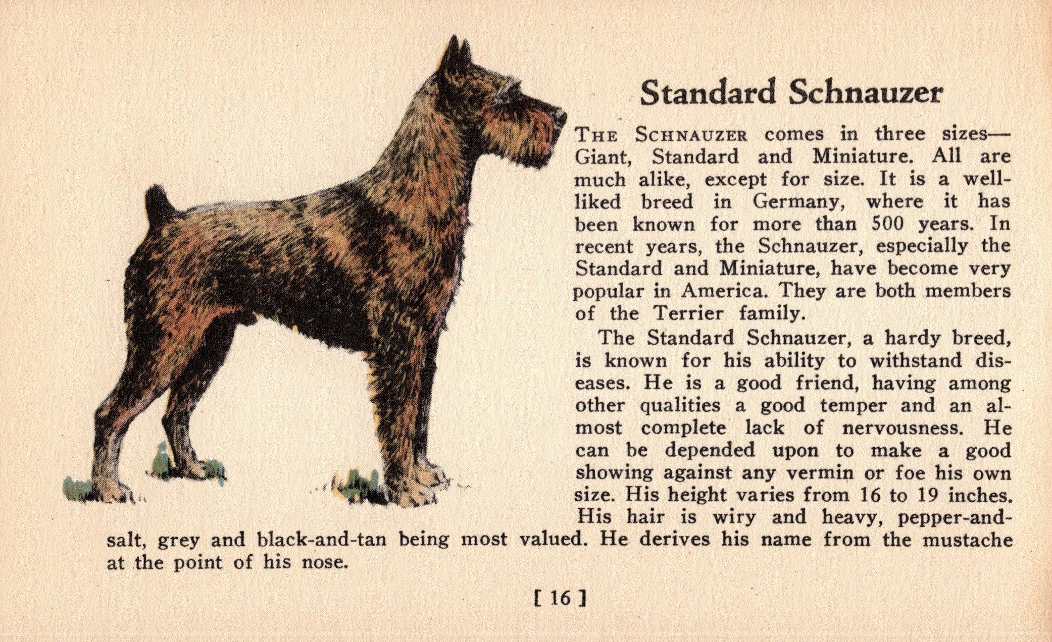 Standard Schnauzer Size Comparison