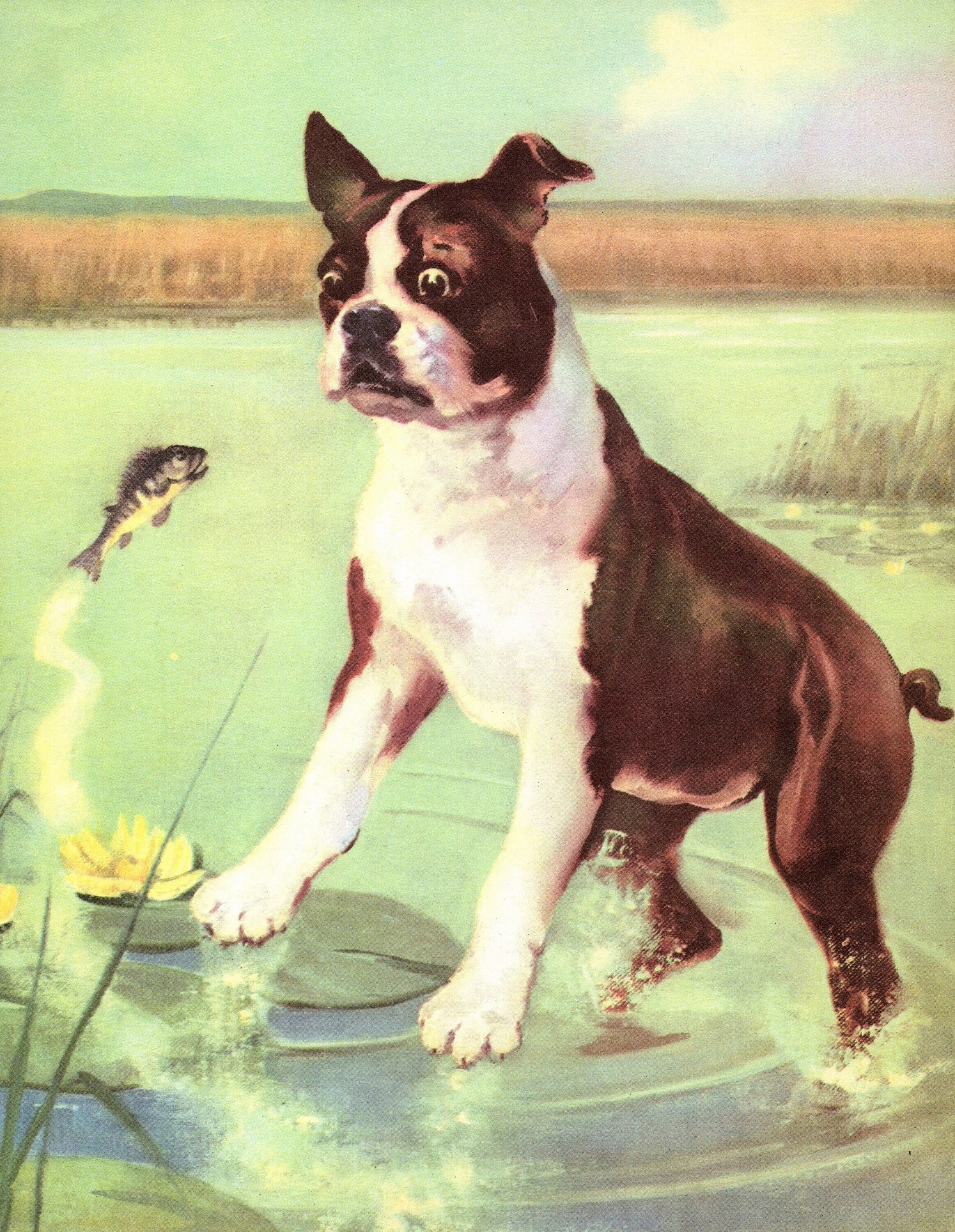Vintage Boston Terrier Art