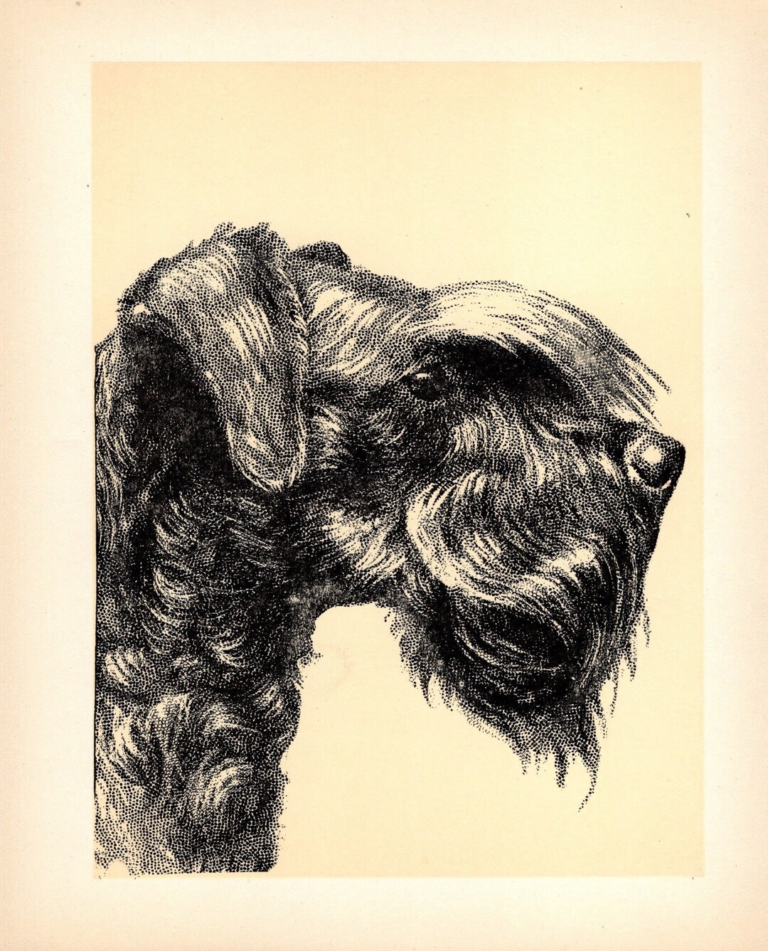 1936 Antique Kerry Blue Terrier Print Wall Art Decor Vintage Cleanthe ...