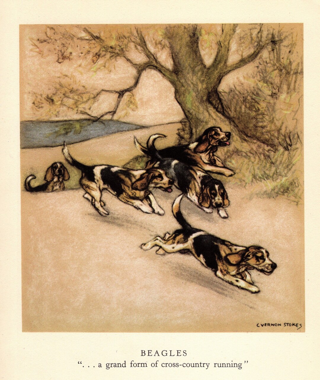 1947 Vintage Beagle Print Wall Art Decor Vernon Stokes Beagle - Etsy