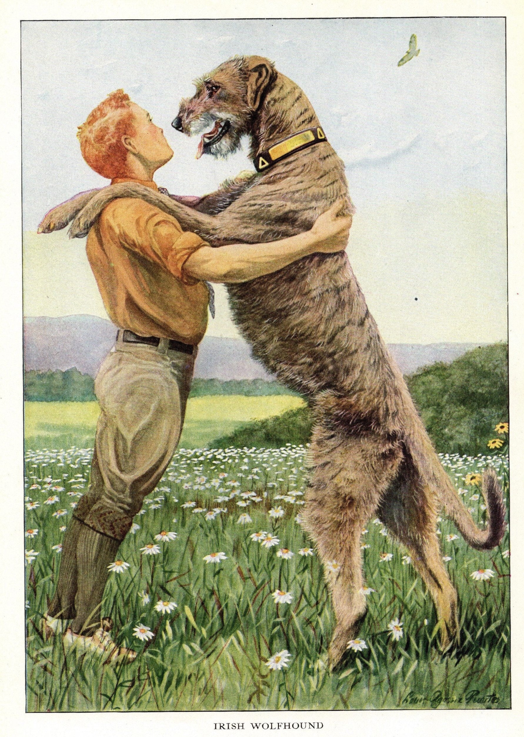 Irish Wolfhound And Great Dane Comparison