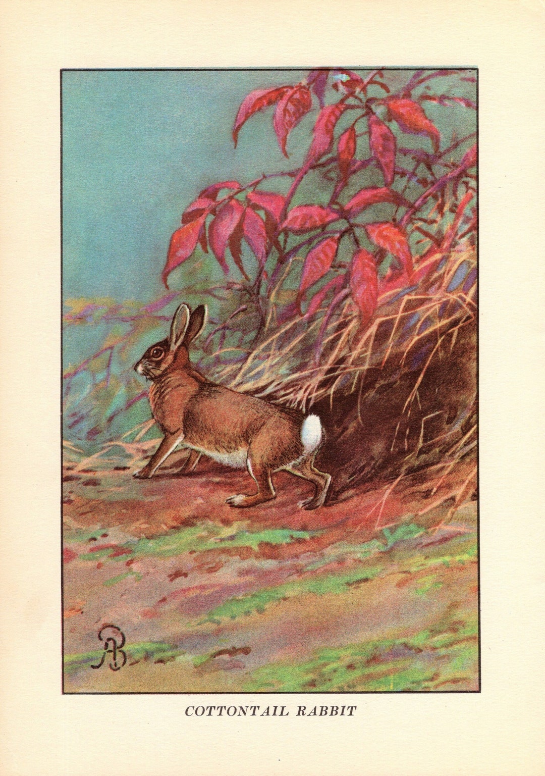 Antique Rabbit Print Vintage Cottontail Bunny Rabbit Art - Etsy