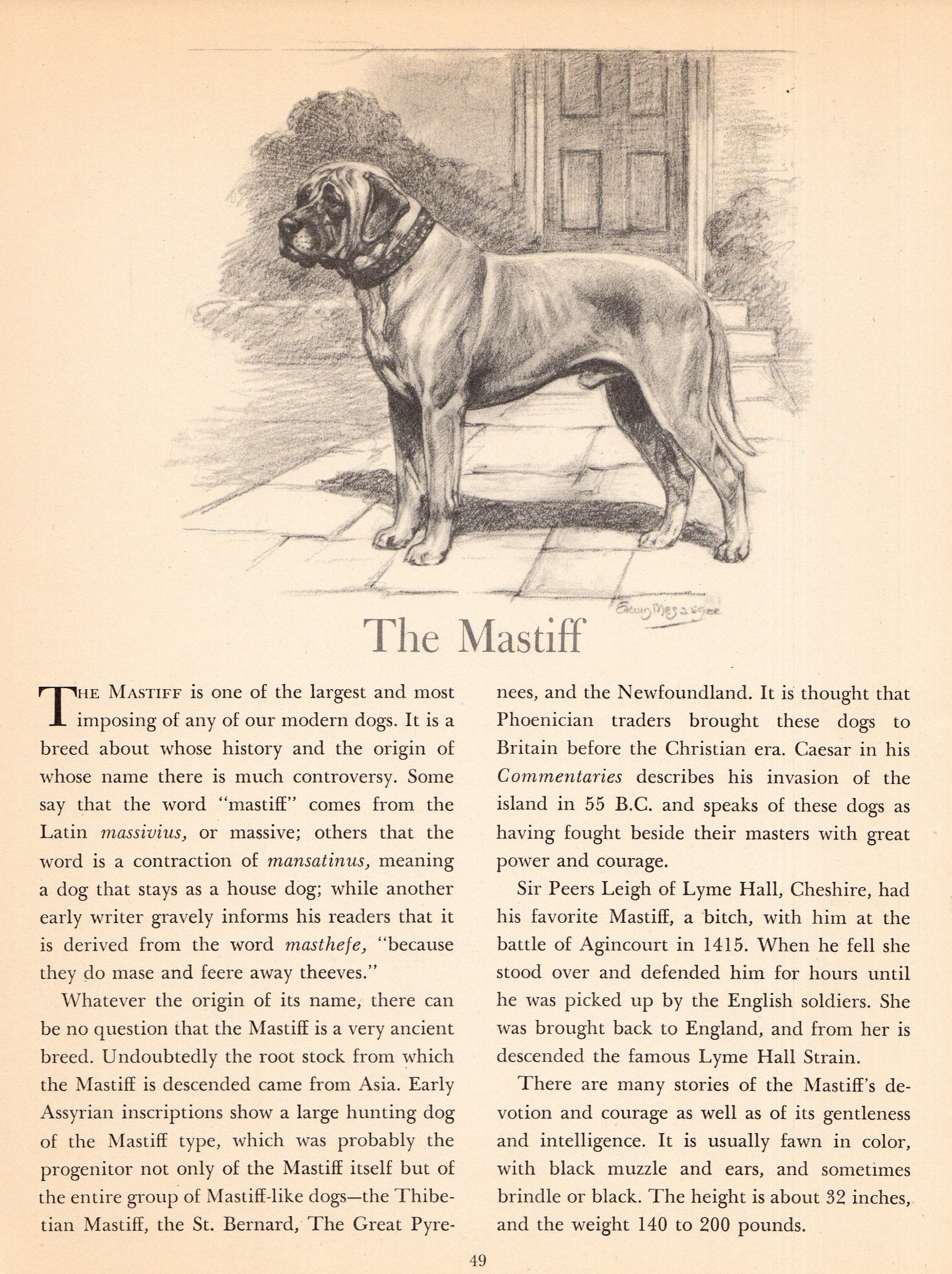 Are Mastiffs Considered Hunting Dogs