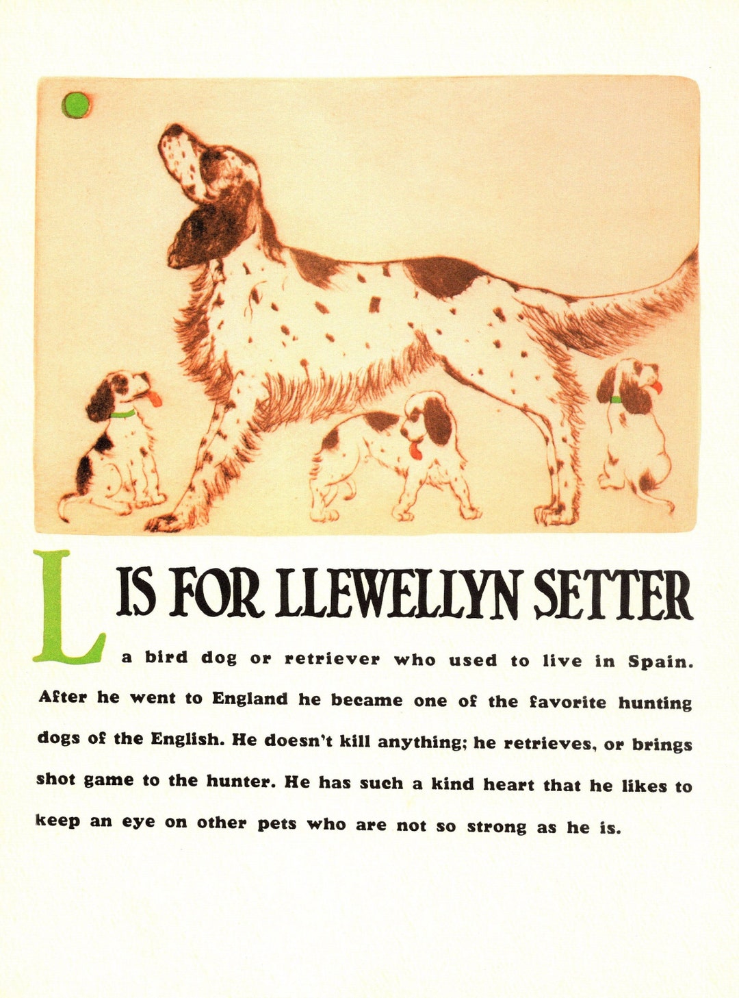 English Setter Print ABC Letter L Alphabet Wall Art Print Llewellyn ...