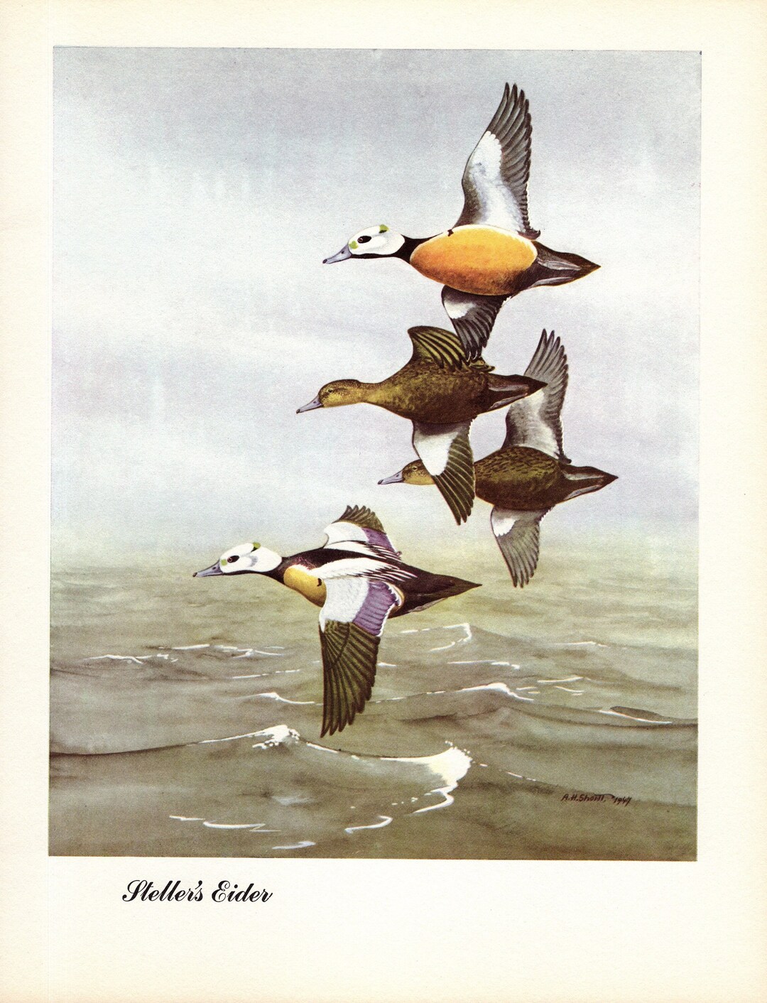 Vintage Steller's Eider Duck Print Wall Art Decor 1950s Bird Print Duck ...