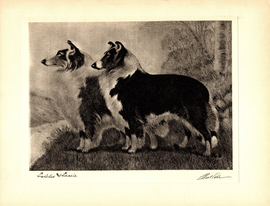 Antique Collie Print Wall Art Decor Laddie and Lassie Collie ...