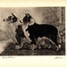Vintage ENGLISH SETTER Print 1948 Fred Mccaleb Hunting Dog English ...