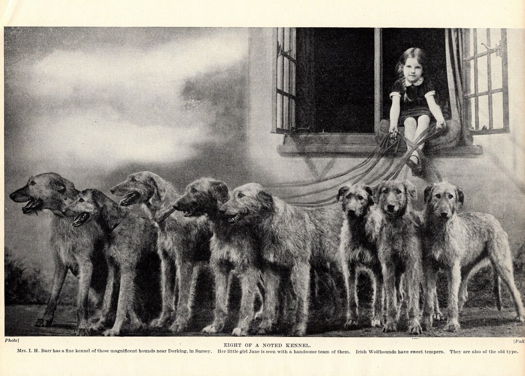 1930's Antique IRISH WOLFHOUND Dog Print Little Girl and 8 - Etsy