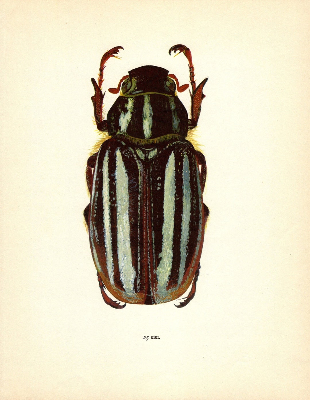 Vintage June Bug Beetle Print Gallery Wall Art Insect Print June Bug ...
