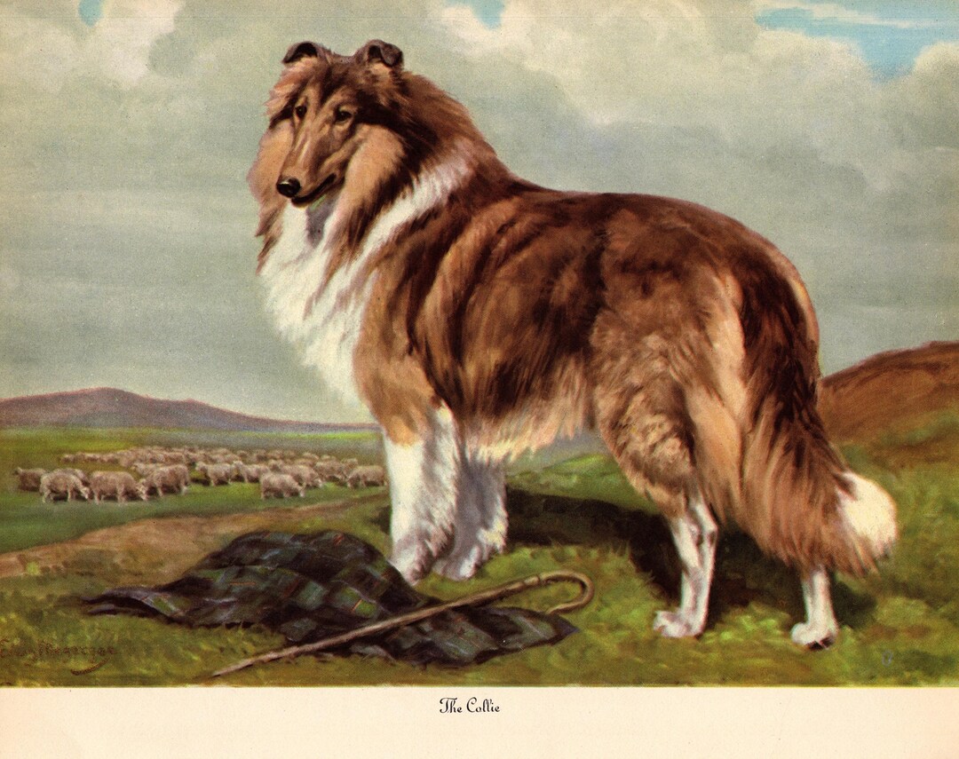 1942 Antique Collie Print Wall Art Decor Vintage Edwin Megargee Collie ...
