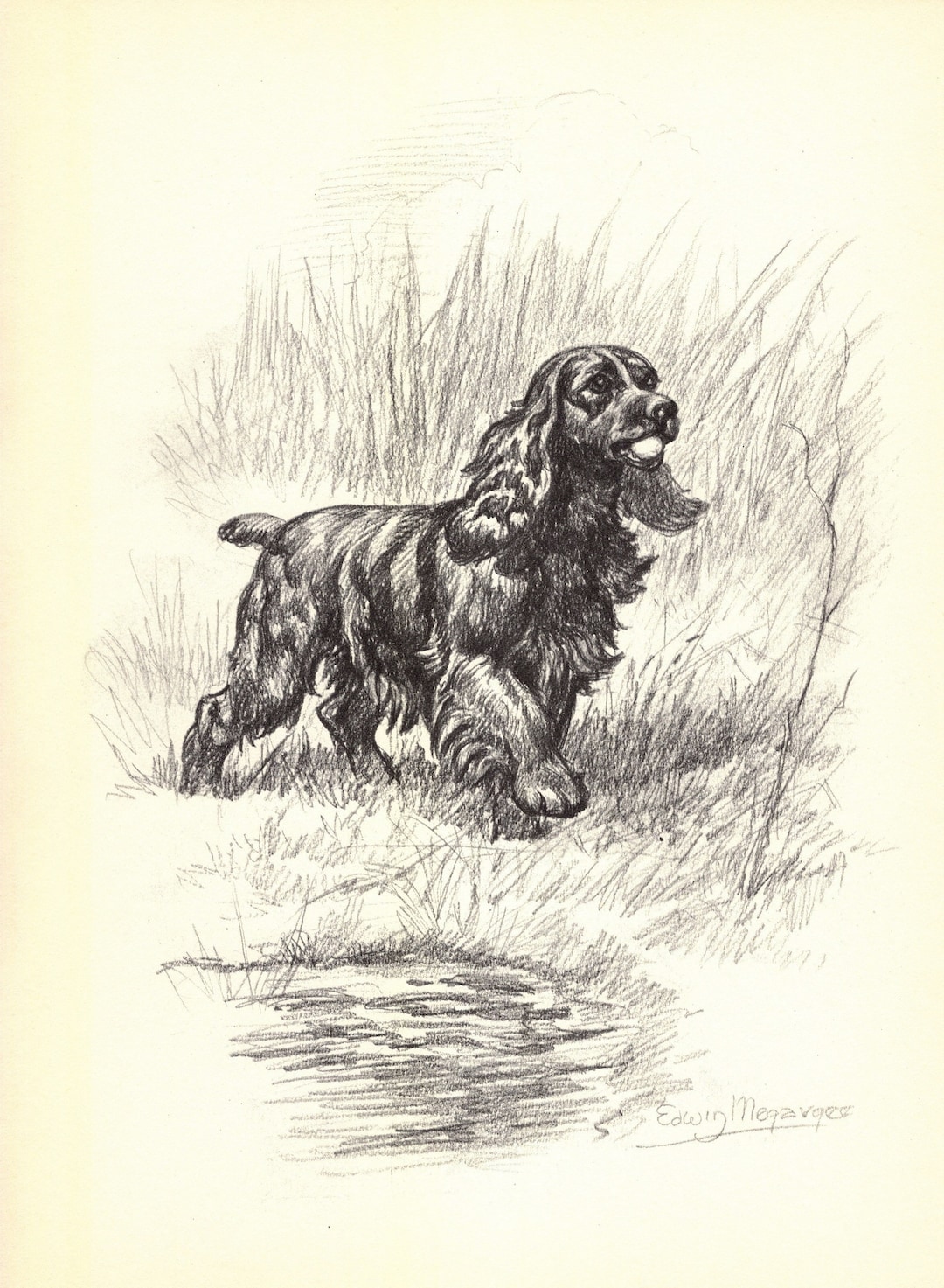 Vintage COCKER SPANIEL Print Edwin Megargee Cocker Spaniel - Etsy