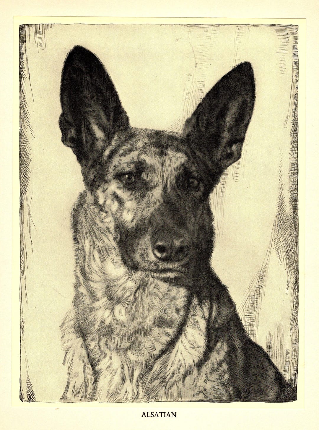 1935 Antique German Shepherd Print Wall Art Decor Lovely Malcolm ...